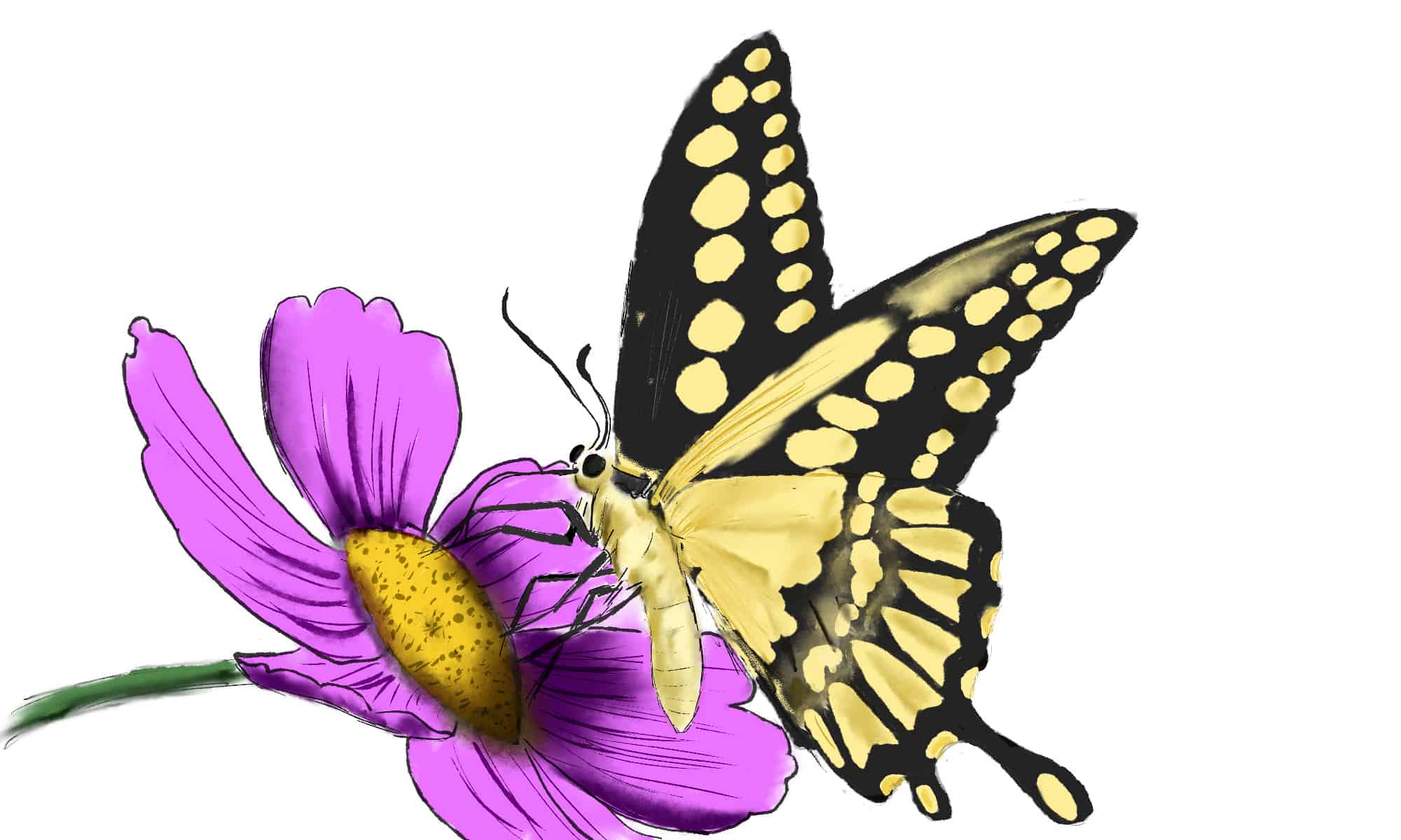 How to Draw a Butterfly in 8 Easy Steps - A-Z Animals