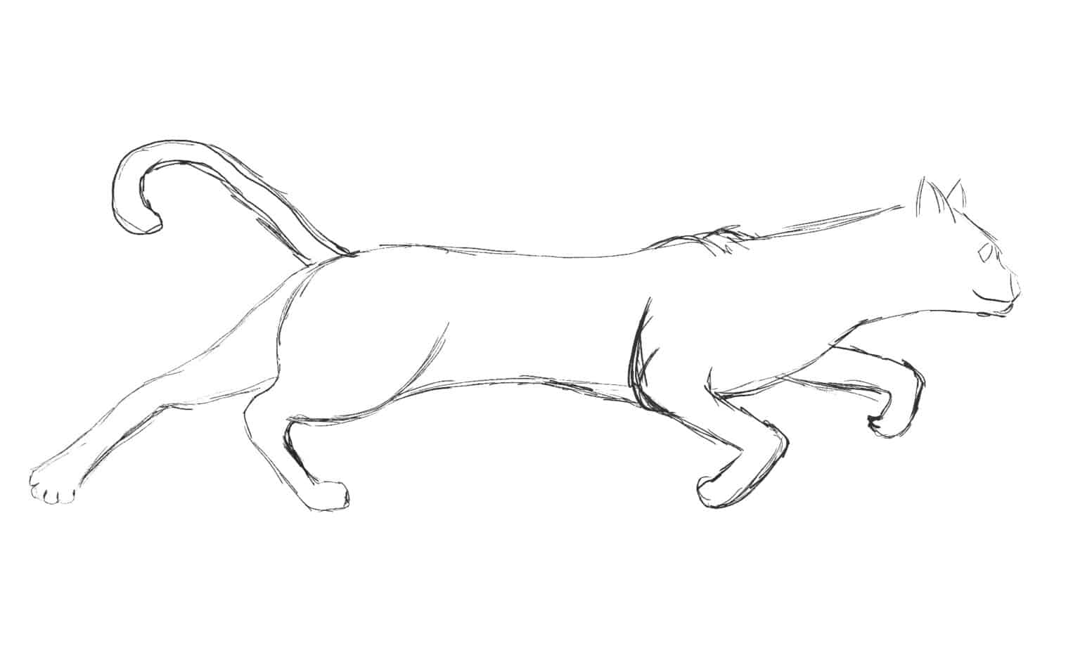 How To Draw A Cat in 7 Easy Steps - A-Z Animals