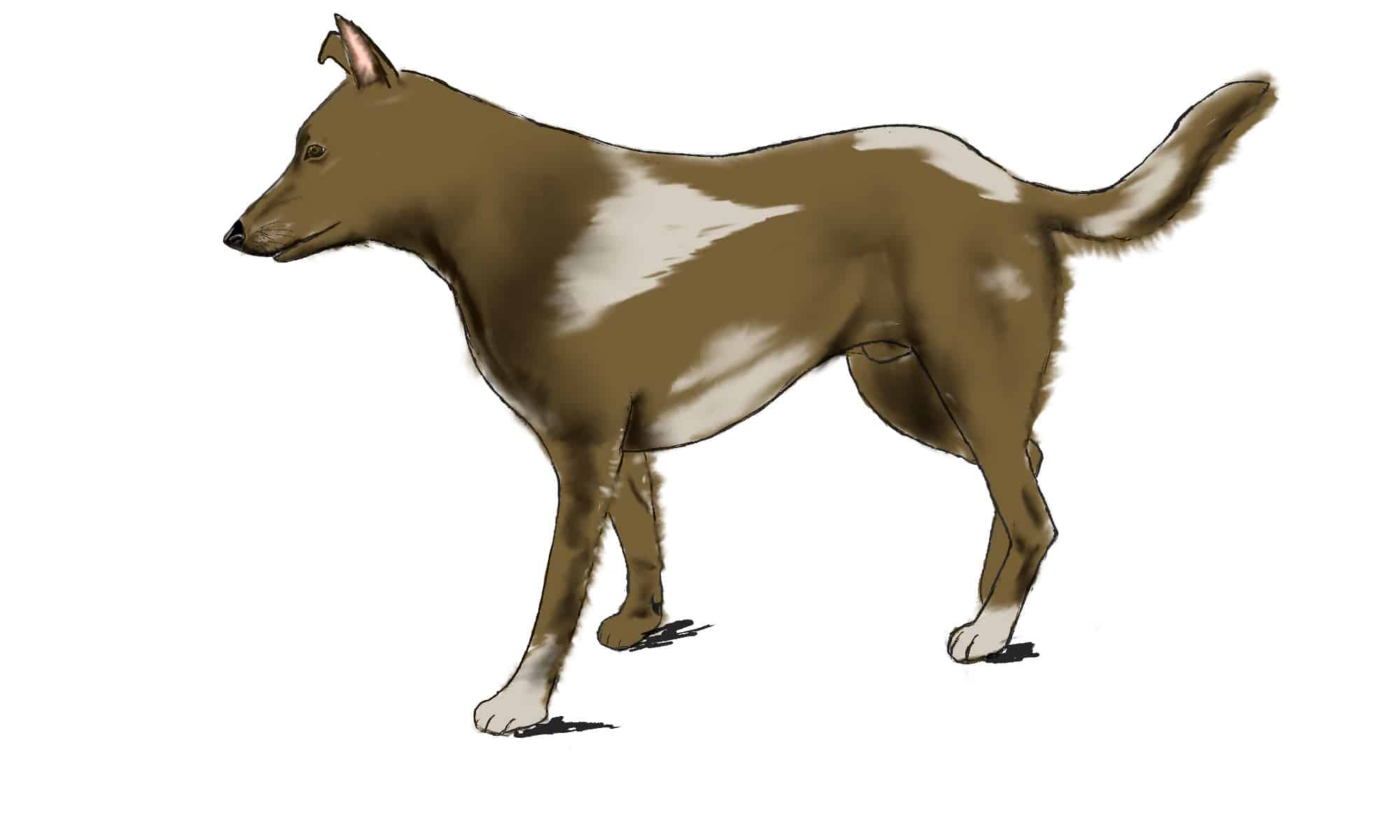 How to Draw a Dog In 7 Easy Steps - A-Z Animals