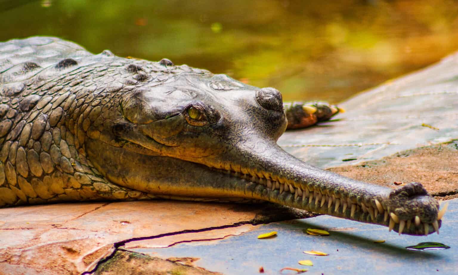 Gharial Animal Facts - Gavialis gangeticus - A-Z Animals
