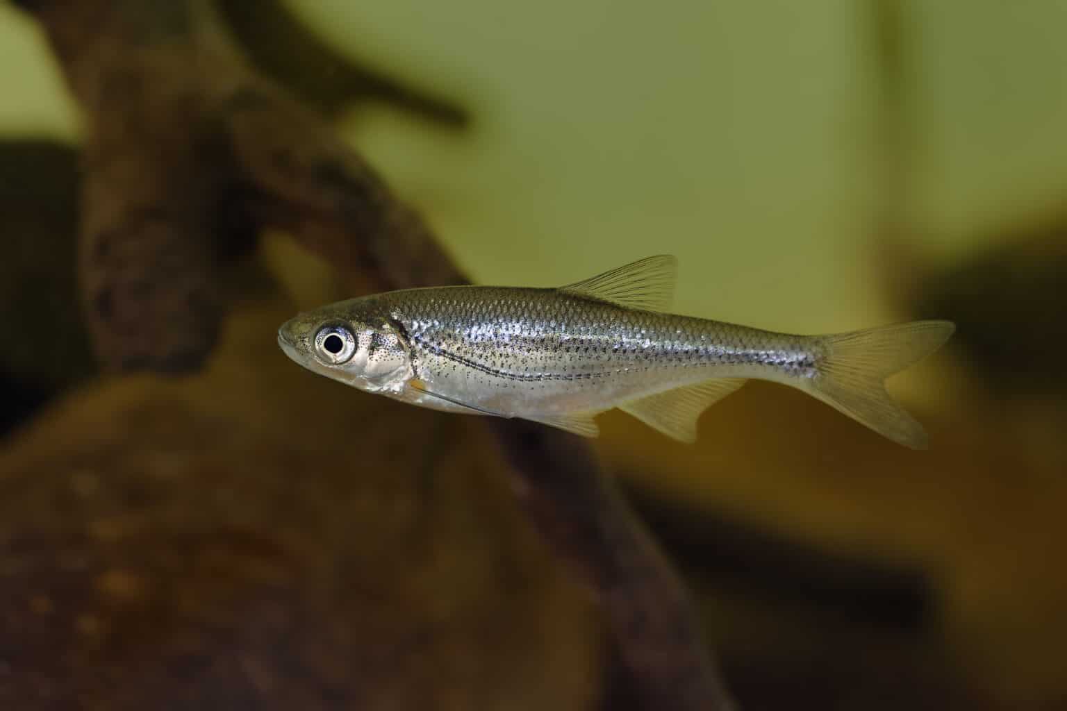 12 Fish that Live in Yellowstone National Park - A-Z Animals