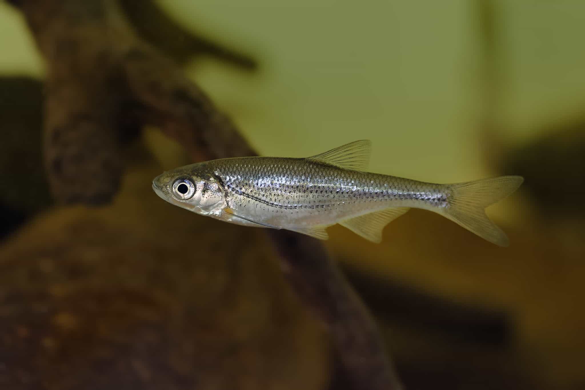 12 Fish that Live in Yellowstone National Park - A-Z Animals