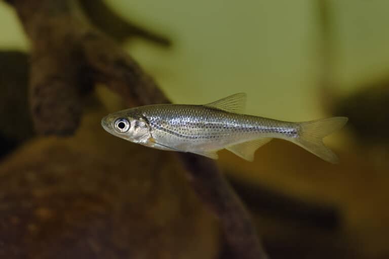 12 Fish that Live in Yellowstone National Park - A-Z Animals