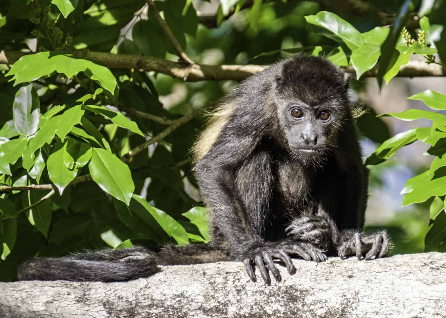 10 Key Facts About Howler Monkeys - A-Z Animals
