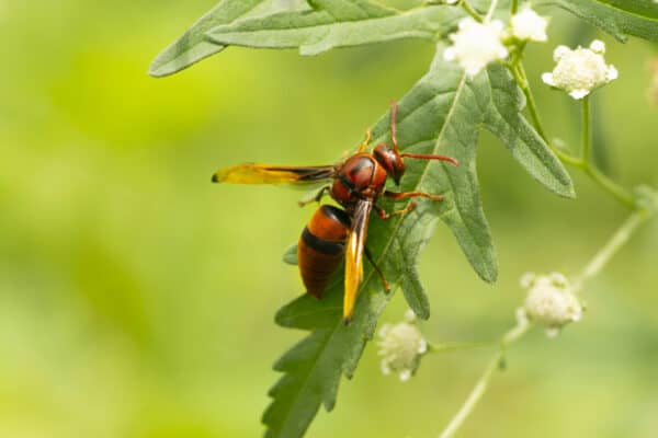 Red Paper Wasp Animal Facts - Polistes carolina - A-Z Animals
