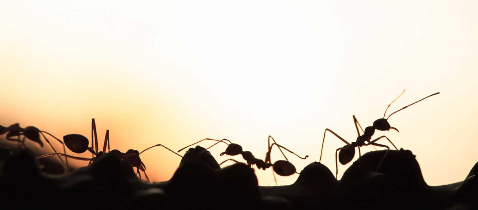 8 Real-Life Six-Legged Animals You Have to See to Believe - A-Z Animals