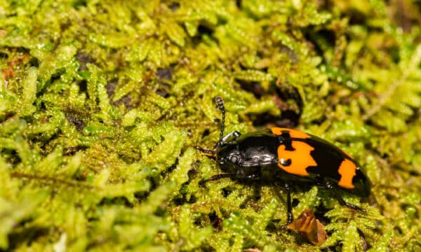 Discover The 6 Official State Animals Of Rhode Island - A-Z Animals