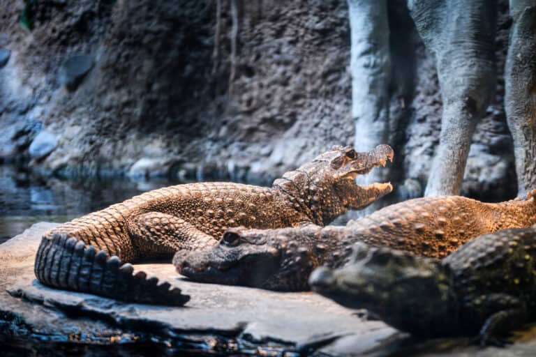 Meet the World's Weirdest Crocodile Species (They're Orange and Live in ...
