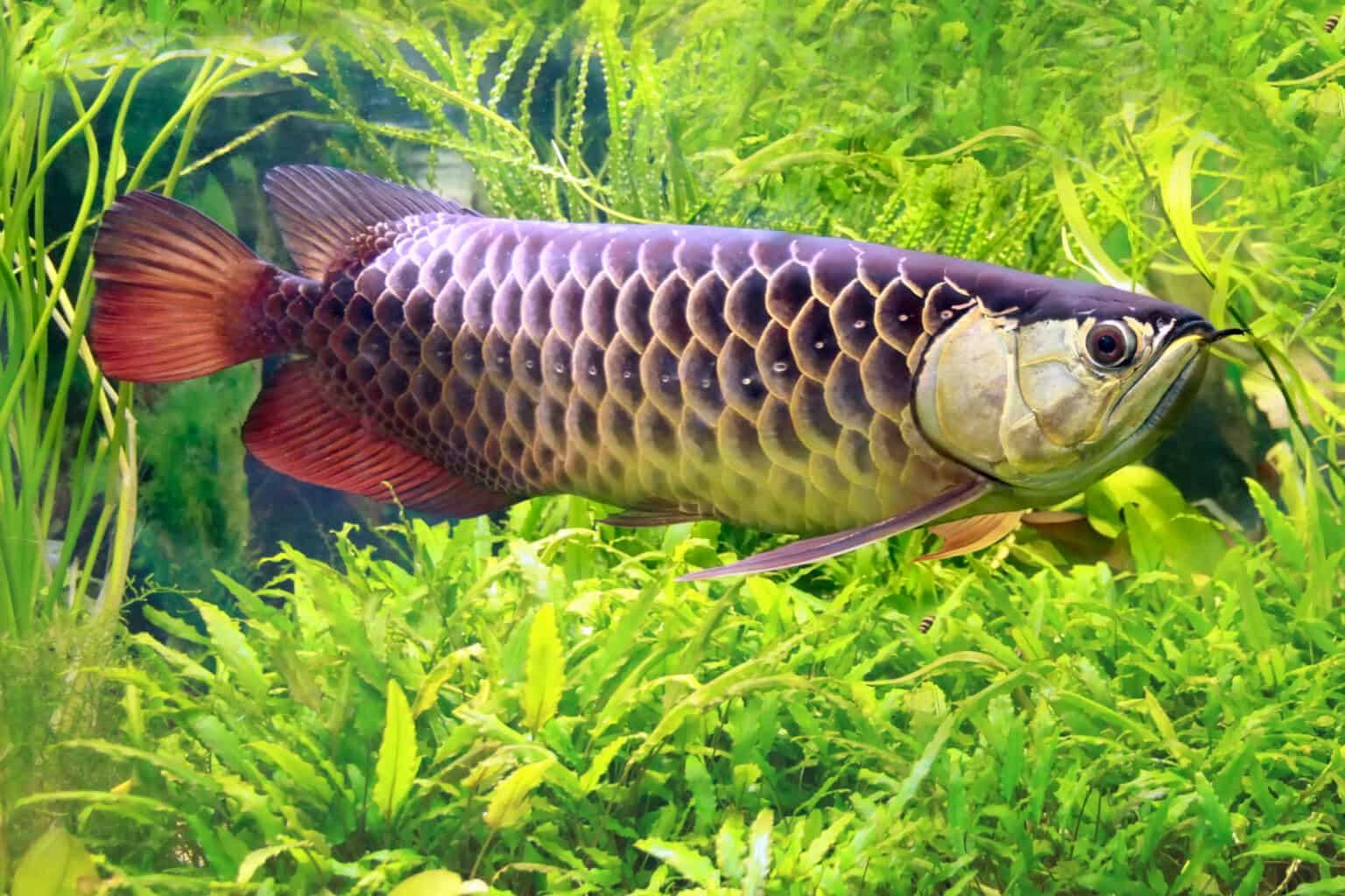 The $430k Fish That Isn't Allowed in the USAsian Arowana - The $430k ...
