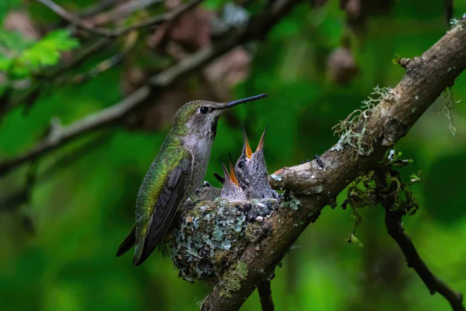When Do Hummingbirds Lay Eggs and Have Babies? - A-Z Animals