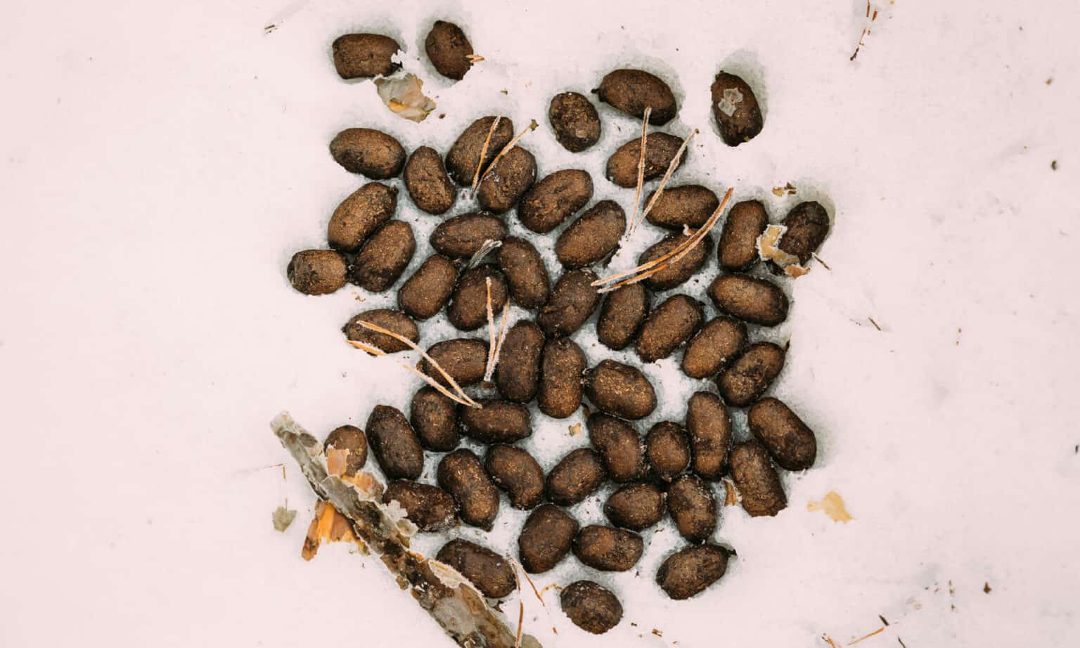 Elk Poop: Everything You've Ever Wanted to Know - A-Z Animals