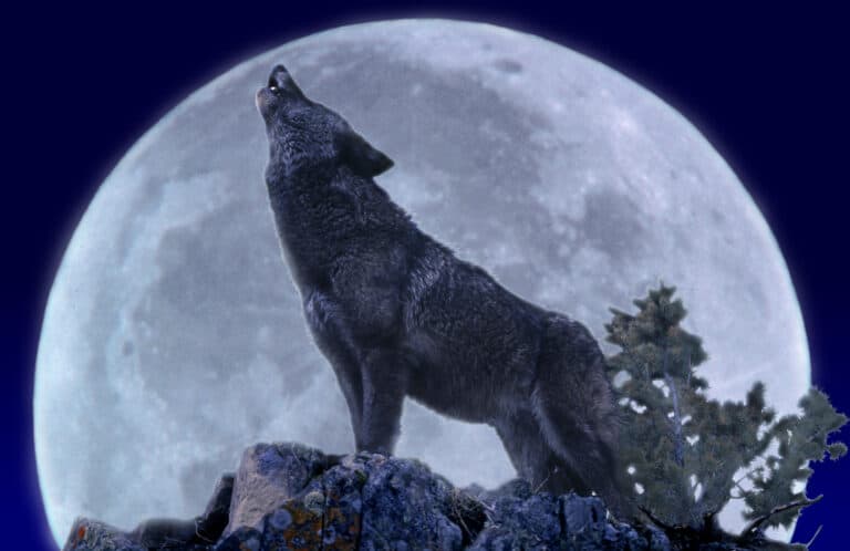 Coyote vs Wolf: The 6 Key Differences Explained - A-Z Animals