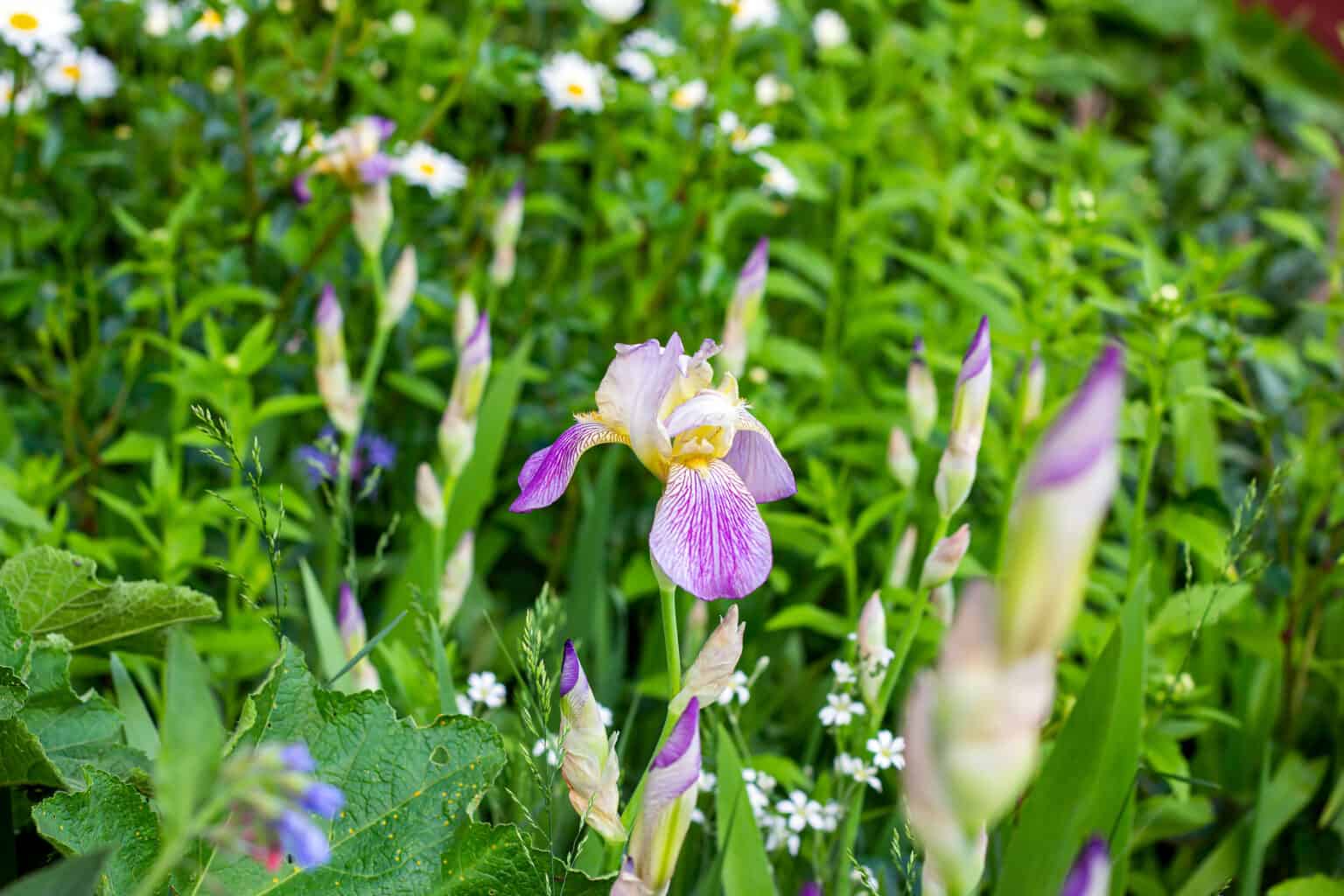 15 Best Outdoor Perennial Flowers - A-Z Animals