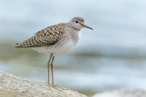 Sandpiper Quiz: How Much Do You Know? - A-Z Animals
