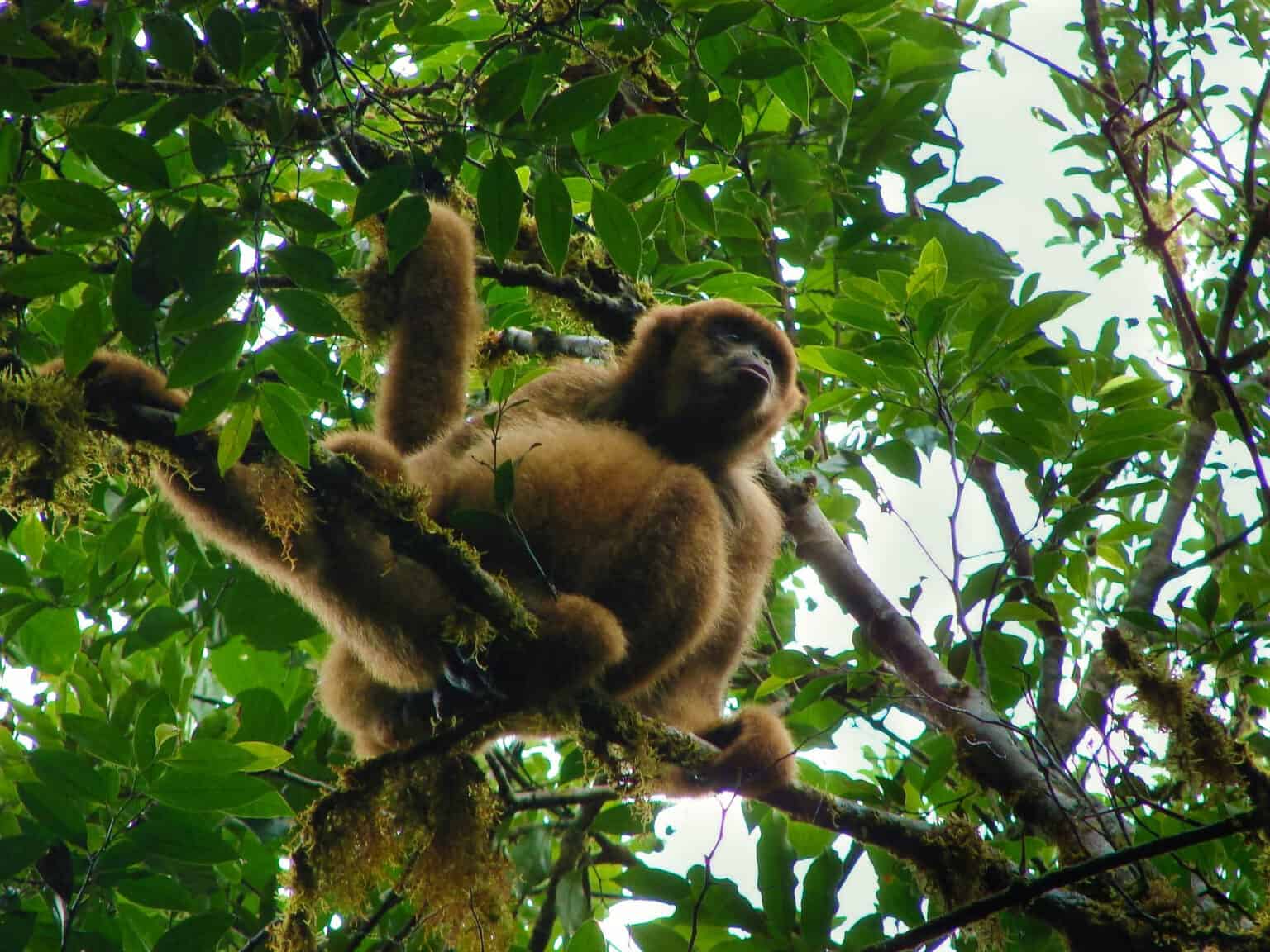 9 Types Of New World Monkeys - A-Z Animals