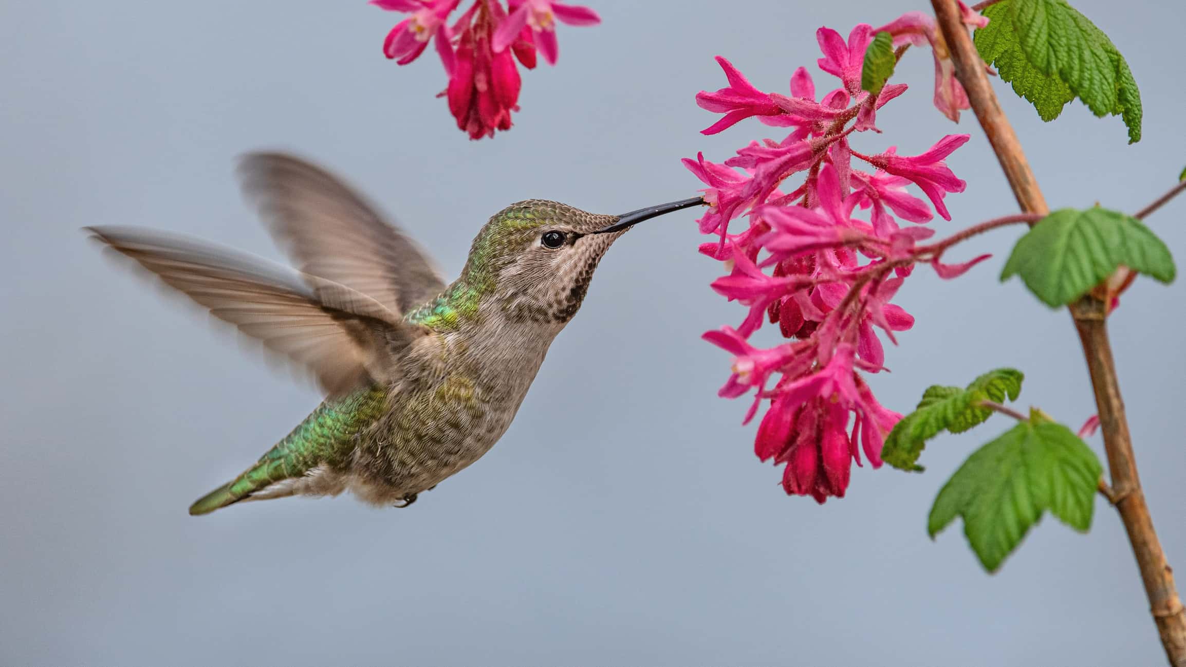 Male Vs Female Anna s Hummingbird What Are The Differences A Z Animals Male Vs Female Anna s Hummingbird What Are The Differences A Z Animals