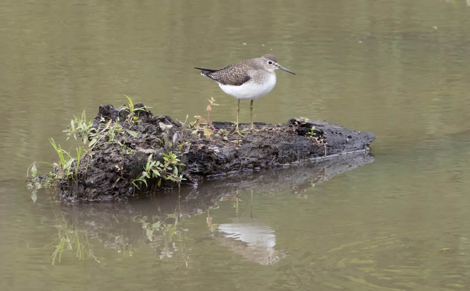 What Do Sandpipers Eat? - A-Z Animals