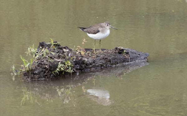 Sandpiper Animal Facts - Scolopacidae - A-Z Animals