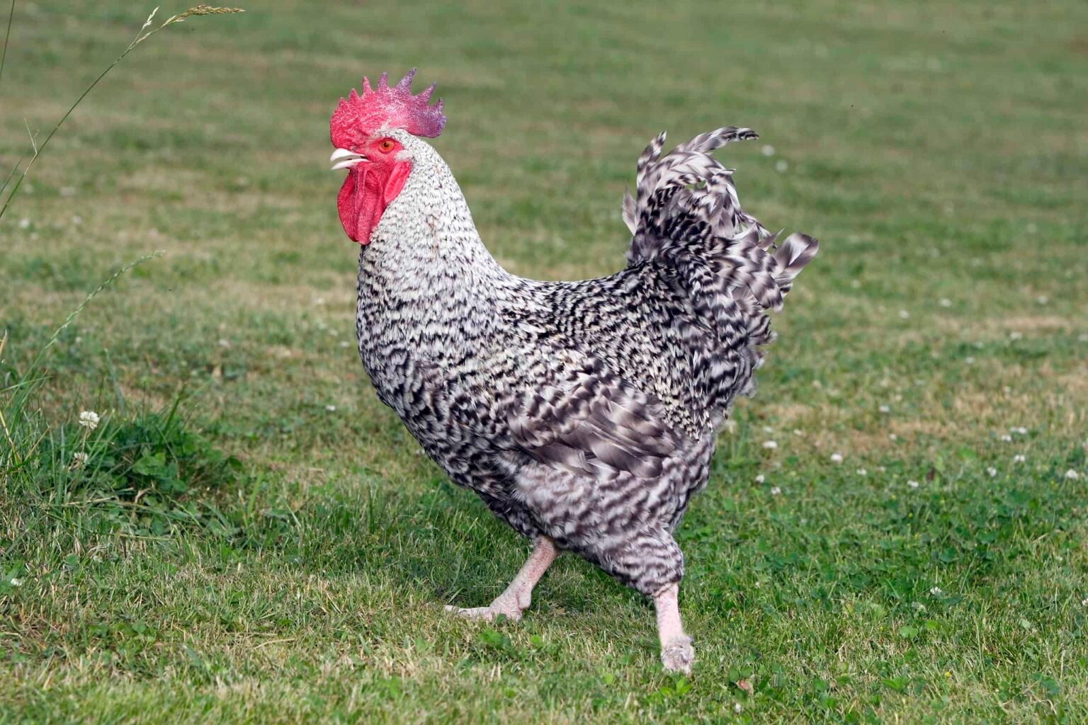 Marans Chicken Animal Facts - Gallus gallus domesticus - A-Z Animals
