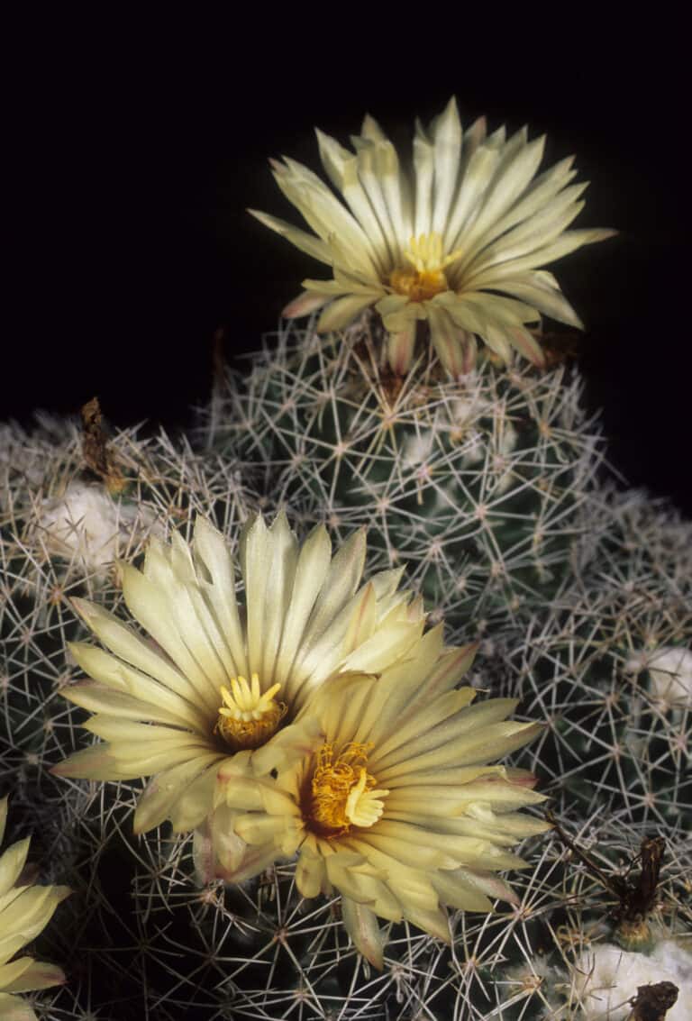 Discover 15 Different Types of Cactus - A-Z Animals