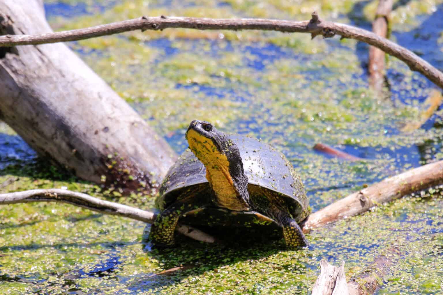 5 Fascinating Turtles in Michigan - A-Z Animals