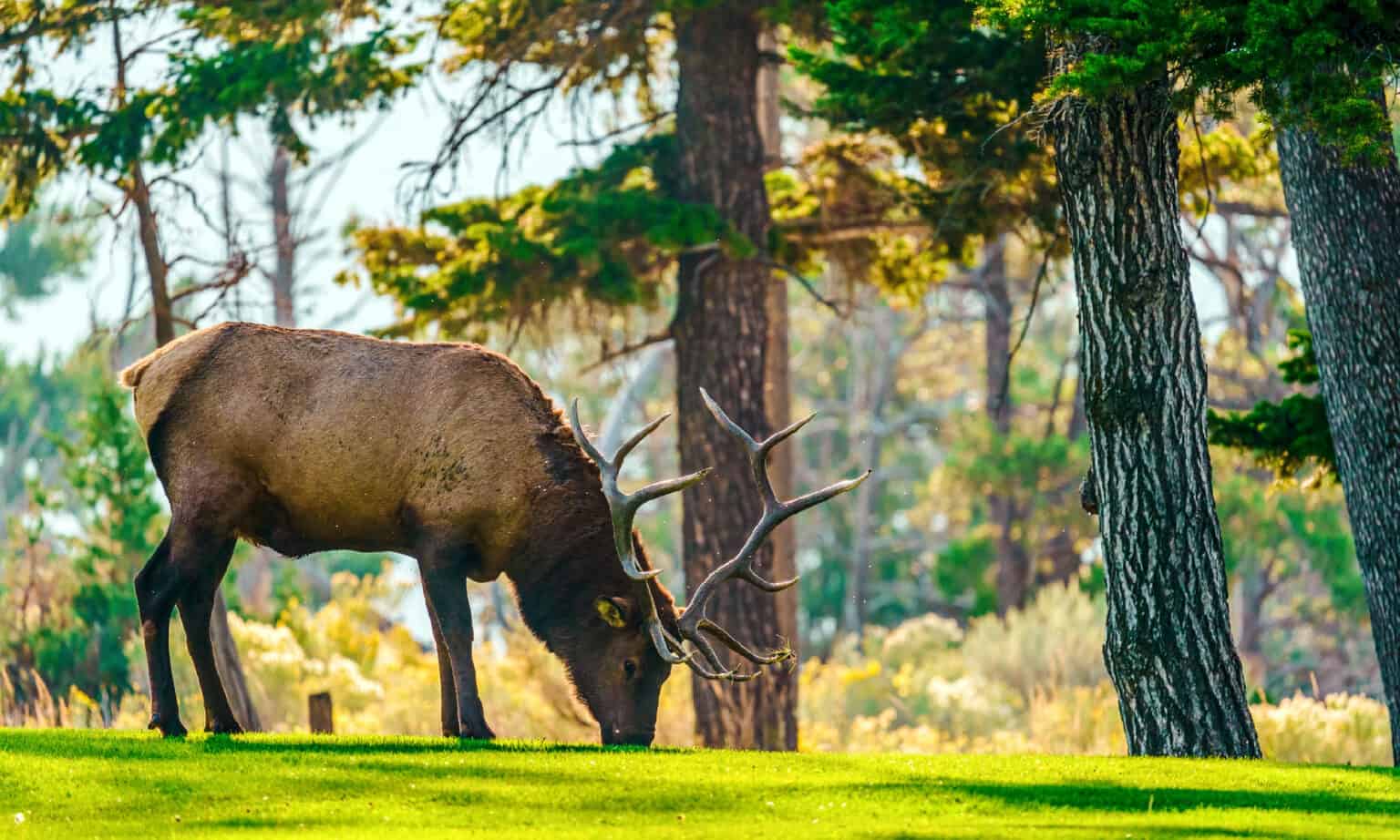 Elk Poop: Everything You've Ever Wanted to Know - A-Z Animals
