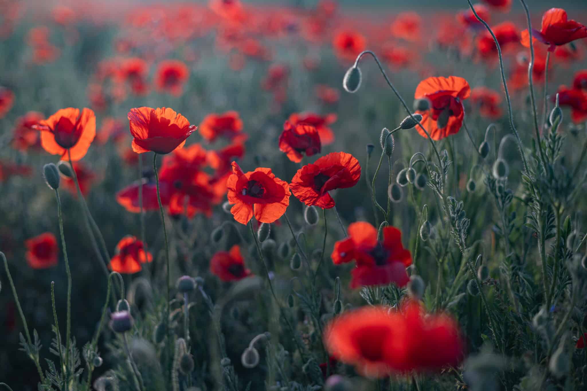 Poppy Flowers: Meaning, Symbolism, and Proper Occasions - A-Z Animals