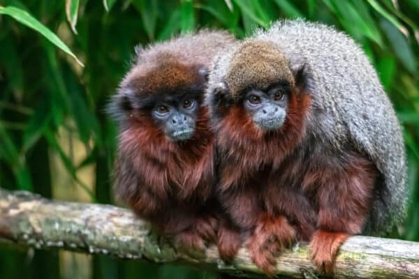 9 Types Of New World Monkeys - A-Z Animals
