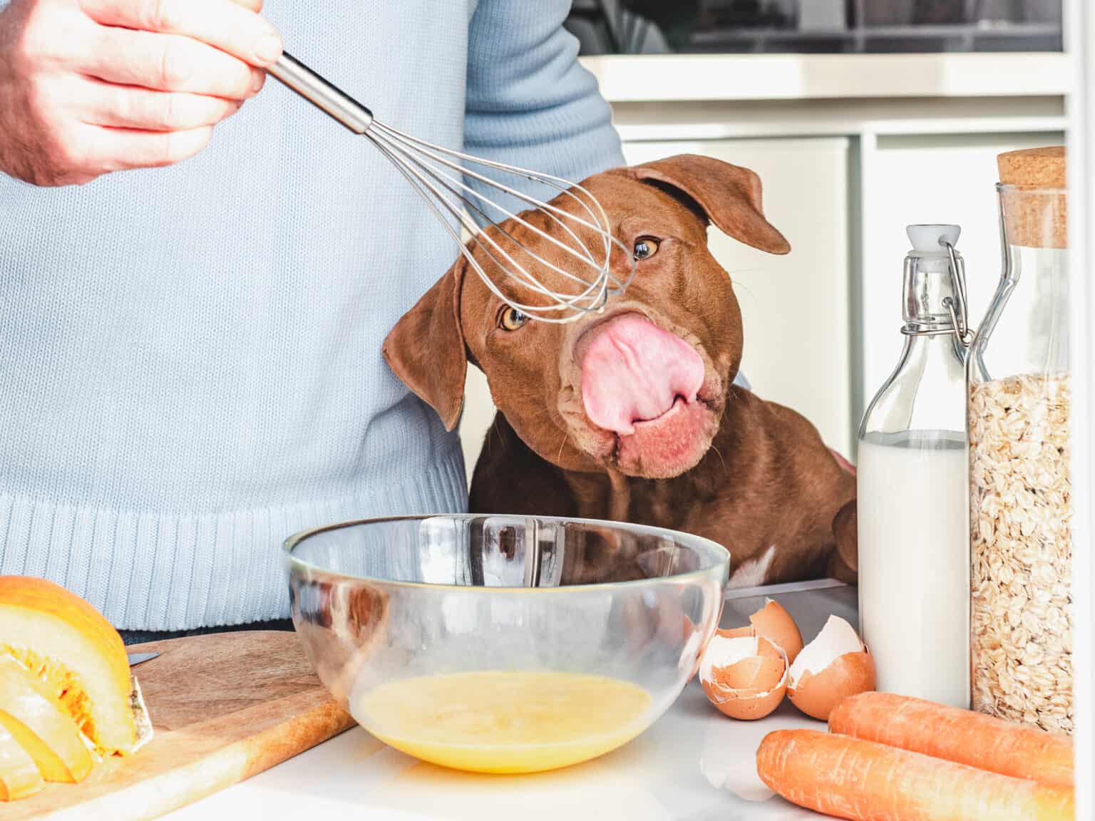 Dogs and Scrambled Eggs: Pros, Cons, and Risks - A-Z Animals
