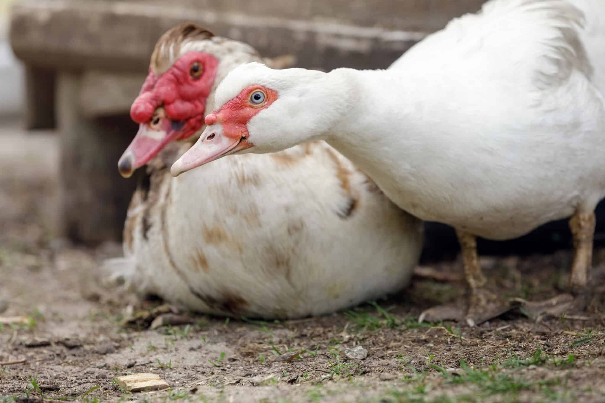 Muscovy Duck Bird Facts - Cairina moschata - A-Z Animals