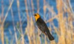 15 Common Types of Yellow Birds With Pictures - A-Z Animals