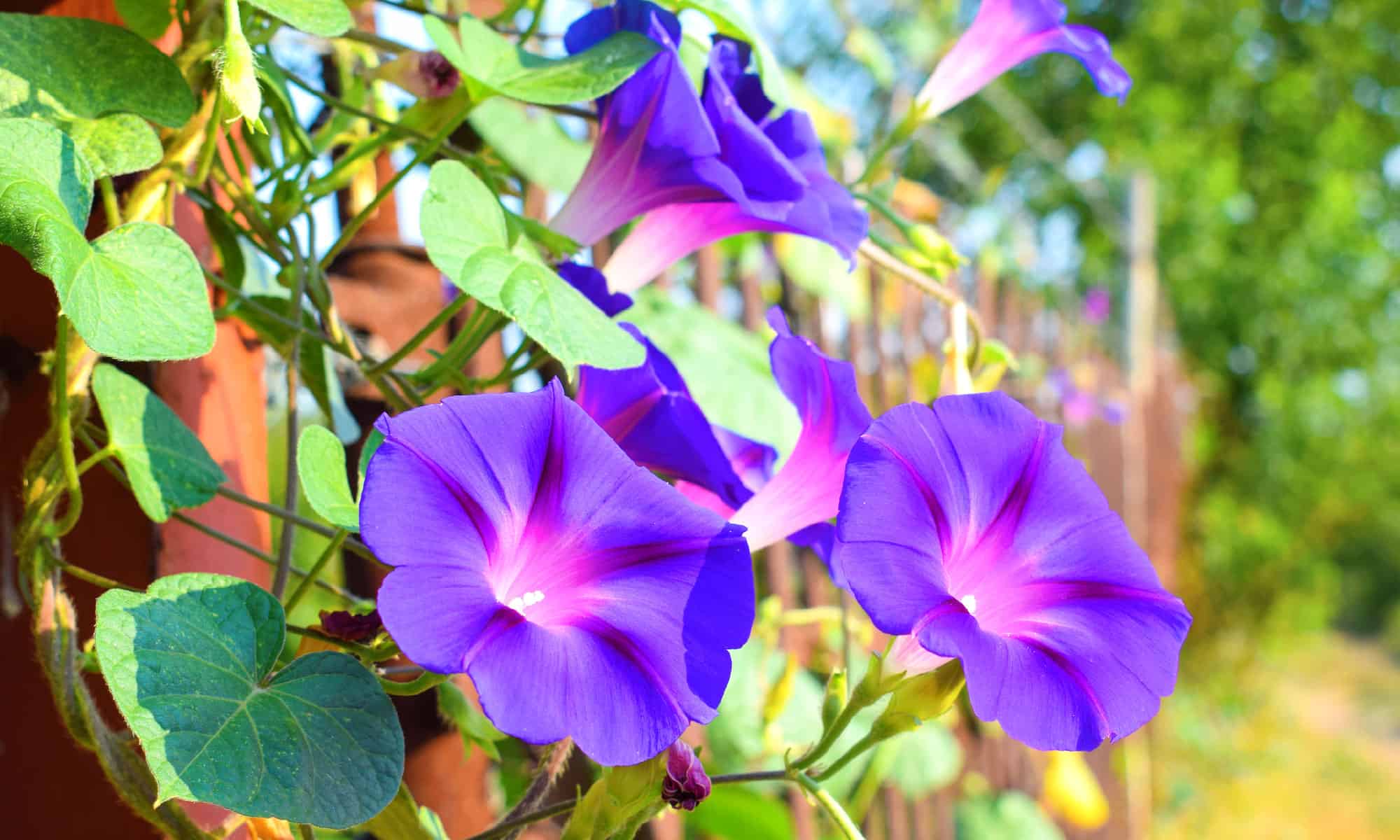 When Do Morning Glories Bloom? Discover Peak Season by Zone - AZ Animals