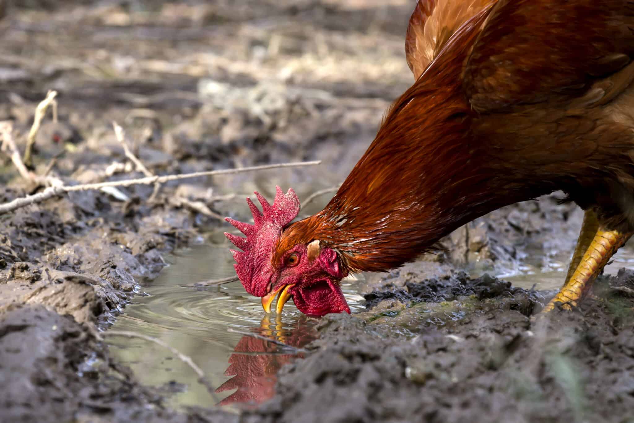 How to Get Rid of Flies in the Chicken Coop - A-Z Animals