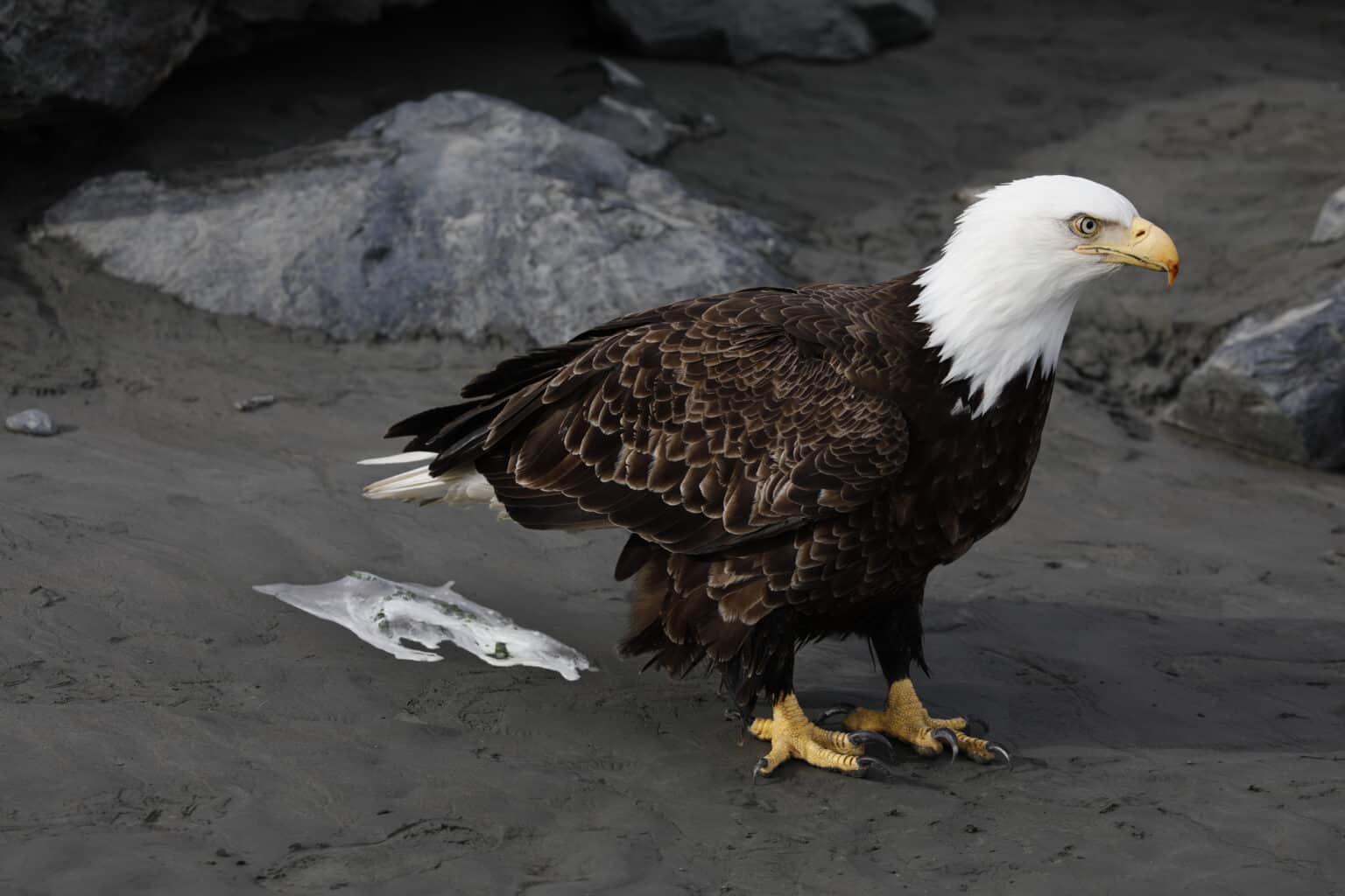 Eagle Poop: Everything You've Ever Wanted to Know - A-Z Animals