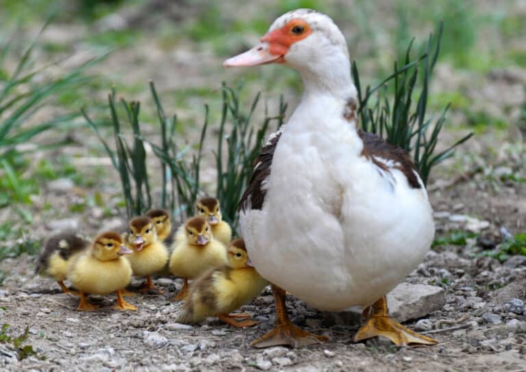 Discover the 5 Largest Ducks in the United States and Where to Find ...