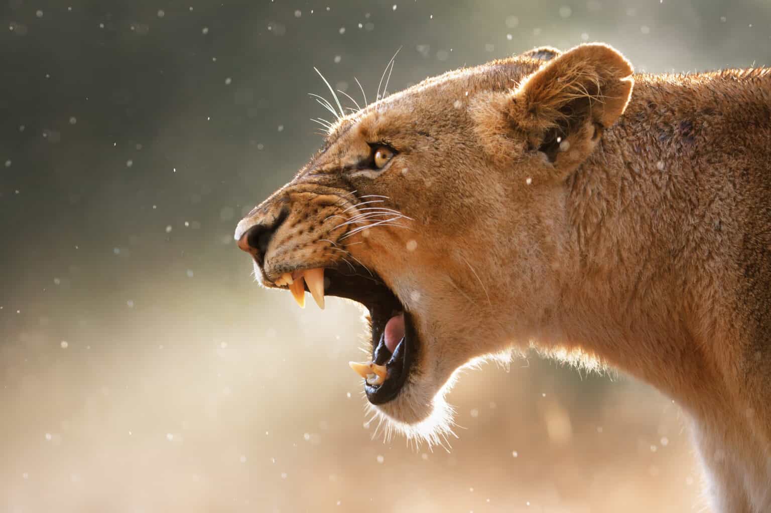 Mountain Lion Size Comparison: How Do They Compare to Humans? - A-Z Animals