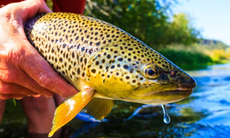 Trout Size Comparison: Just How Big Do the Different Types Get? - A-Z ...