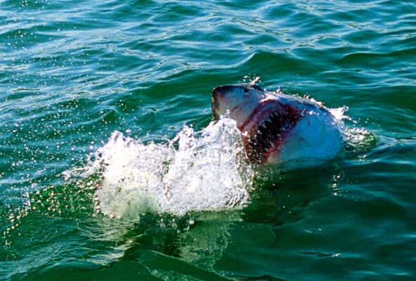Great White Shark Aggression Explained - A-Z Animals Slideshows