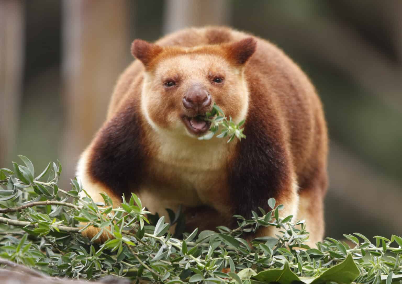 Tree Kangaroo Animal Facts - A-Z Animals