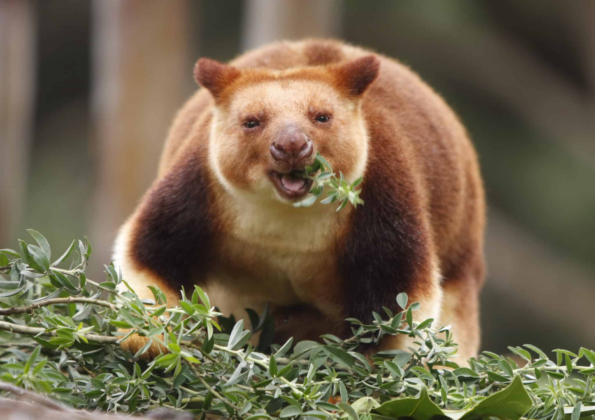 10 Fascinating Facts About Tree Kangaroos - A-Z Animals