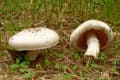 Types of White Mushrooms - A-Z Animals