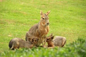 Patagonian Mara Animal Facts - Dolichotis patagonum - A-Z Animals
