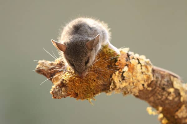 Mouse Animal Facts - Muridae - A-Z Animals