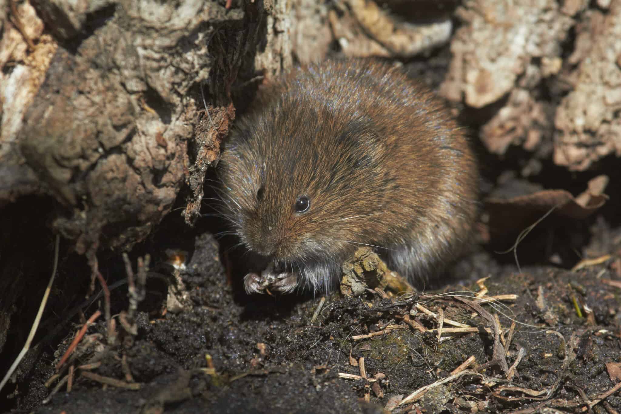 Vole Animal Pictures | A-Z Animals