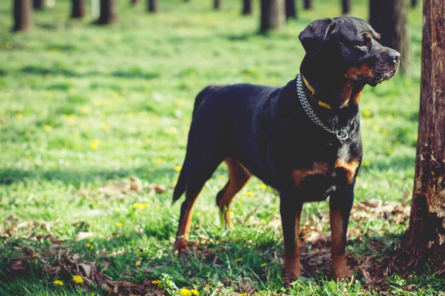 15 Best German Dog Breeds With Pictures - A-Z Animals