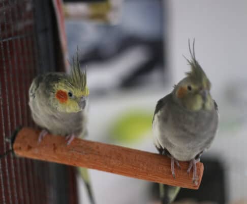 Cockatiel Animal Facts - Nymphicus hollandicus - A-Z Animals