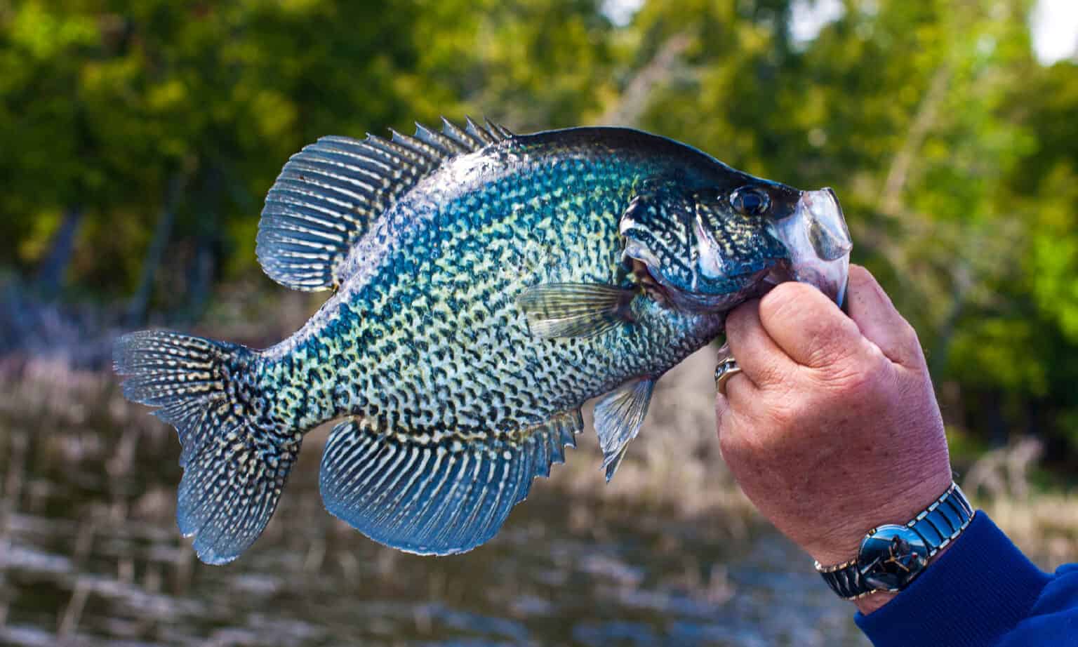Black Crappie Fish Facts - Pomoxis nigromaculatus. - A-Z Animals