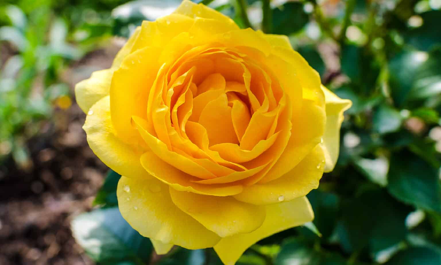 Roses In Washington: What Grows Best, Top Rose Gardens, and More! - A-Z ...