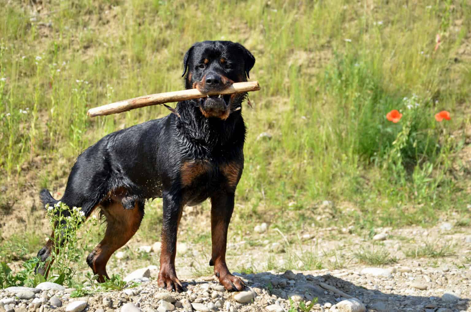 Rottweiler Progression: Growth Chart, Milestones, and Training Tips - A ...
