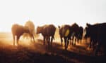 The Texas Longhorn Story, From Frontier Cattle to State Icon - A-Z Animals